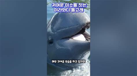 귀여운 미소를 가진 돌고래 이라와디 돌고래 Shorts Youtube