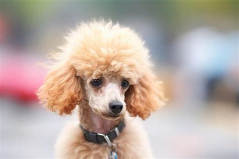 Premium Photo Young Poodle Looking Curious With Head Tilt