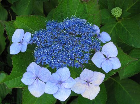 アジサイやマリーゴールドなど 花のフリー無料写真素材集 カフィネット