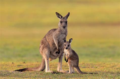 Kangaroos Form ‘mom Clubs To Ward Off Predators—and Pesky Males