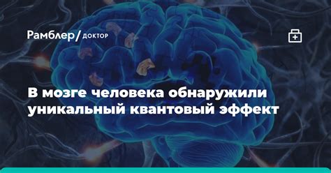 В мозге человека обнаружили уникальный квантовый эффект Рамблер здоровье