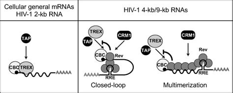 A Model Of How The Hiv 1 Rev Protein Remodels Viral Export Rnps Not