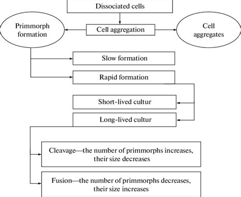 General Scheme Of Reaggregation Of Sponge Cells In Laboratory By