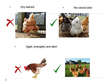 Organic Agriculture Production Nc Iipptx