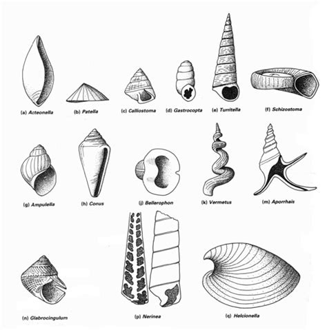 Shell Fossil Types