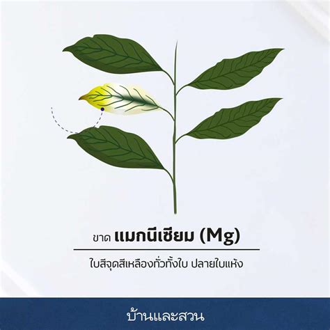 ลักษณะ 12 อาการต้นไม้ เจอแบบนี้ขาดธาตุอาหารชนิดใด Aga Hortipro