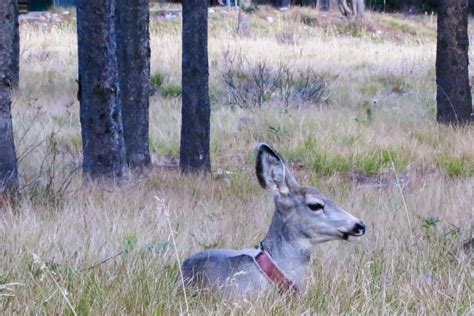 Scientists Discover Deer Migration Route In Grand Teton Wyofile