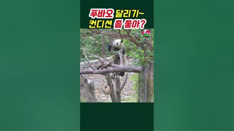 🚦푸바오 컨디션 뭐야 오후 뜀박질 푸바오근황 푸바오실시간 판다월드 애버랜드 아이바오 러바오 루이바오 후이바오