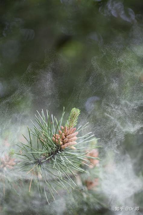 花粉过敏的发病机制 知乎