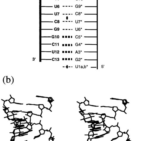 A The Numbering Of The Bases And The Base Pair Scheme Are Shown A Download Scientific