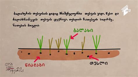 ფერმერის სარჩევი ბალახნარი როგორ მივიღოთ თივის დიდი მოსავალი Youtube