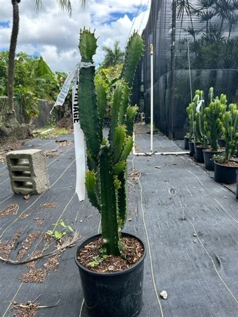 12″ Euphorbia Acrurensis Tri State Foliage In House Availability