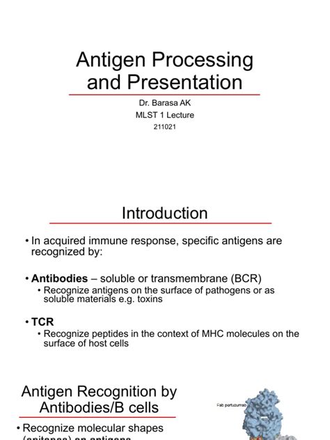Antigen Processing And Presentation Pdf Antigen T Cell
