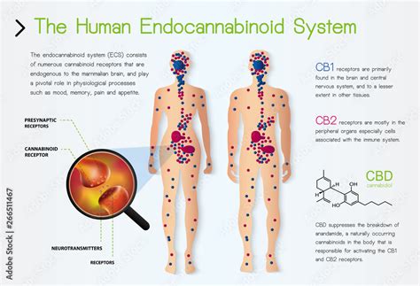 The Human Endocannabinoid System Effect On Body Vector Infographic On
