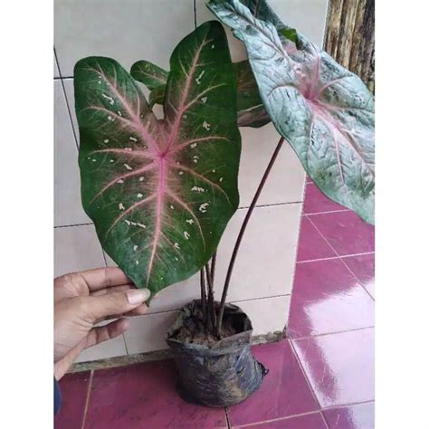 Jual Tanamn Hias Keladi Sepider Kaladium Bercak Putih Shopee Indonesia