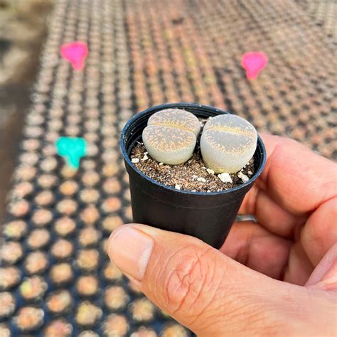 Lithops Lesliei Thenextgardener