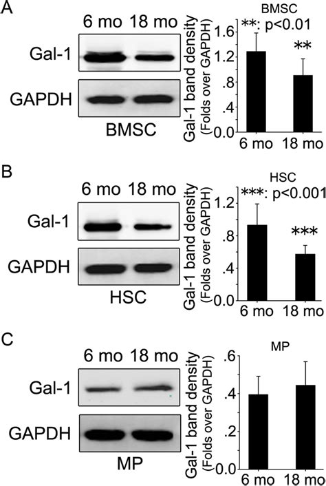 Comparison Of Gal 1 Protein Expression Of Bmsc Hsc And Mp In Bone