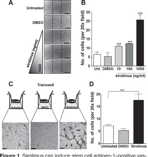 Figure 1 From Sirolimus Stimulates Vascular Stemprogenitor Cell
