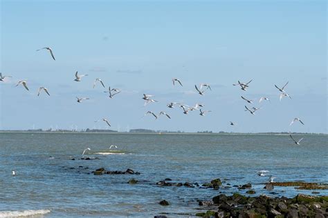 Ptaki Mewy Ocean Darmowe zdjęcie na Pixabay Pixabay