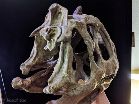 My Majungasaurus Skull 3d Printed At 1 2 Scale R Dinosaurs