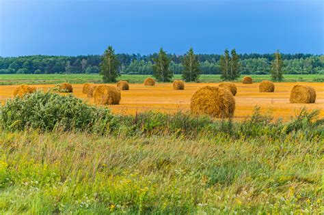푸른 하늘에 대 한 필드의 가장자리를 따라 백 화 나무와 짚으로 Bales 골드 0명에 대한 스톡 사진 및 기타 이미지 0명 가장자리 경관 Istock