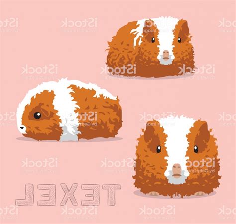 Guinea Pig Vector At Vectorified Collection Of Guinea Pig Vector Free For Personal Use