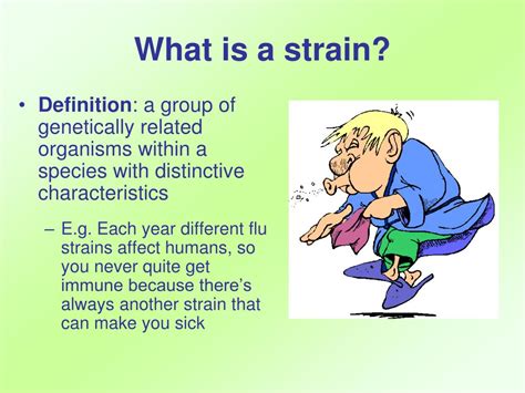 PPT Native Versus Invasive Strains Phragmites PowerPoint Presentation