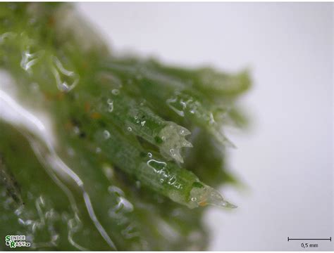 Chara Hispida Galerie