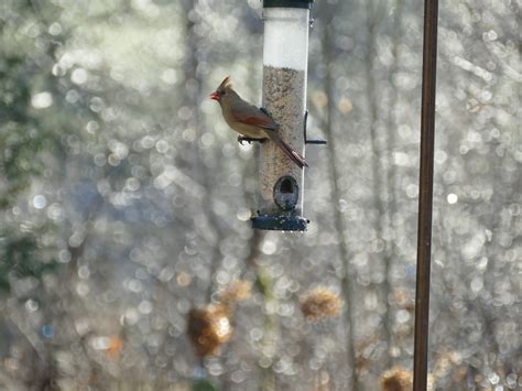 My Garden 2020 Flickr