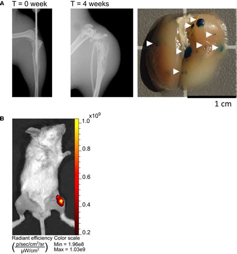 The In Vivo Intratibial Xenograft Model Of Osteosarcoma A Left
