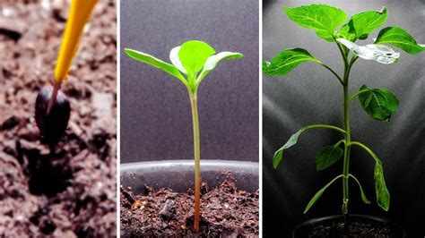 23 Chilli Plant Growing Stages Asyahauralei