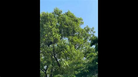 오늘같이 더운 날엔 나무 그늘밑에 누워 풀소리 힐링영상 Youtube