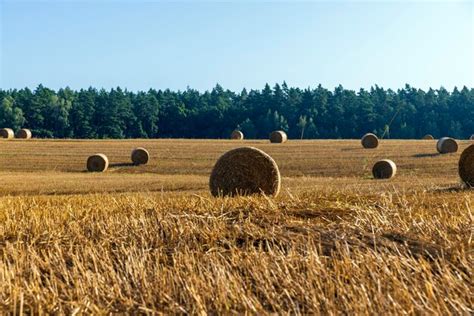 Premium Photo Straw Stack After Harvesting Grain In The Field