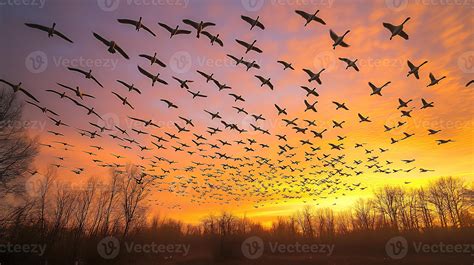 Snow Geese Anser Caerulescens Phylum Chordata Class Aves Order