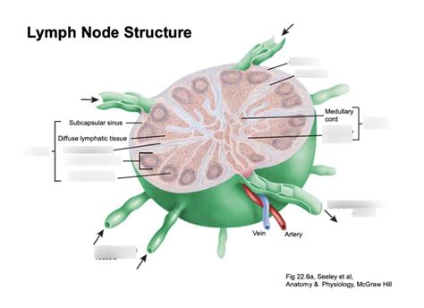 Diagram Of Lymph Node Structure Quizlet