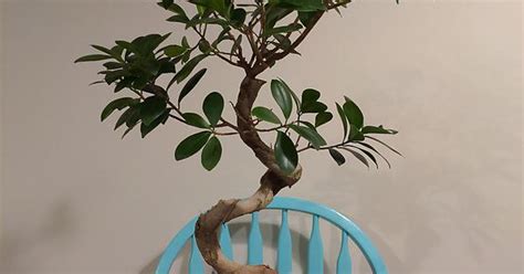 My Ficus Album On Imgur
