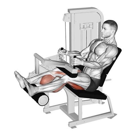 Leg Extension Vs Leg Curl Differences And Similarities 42 Off