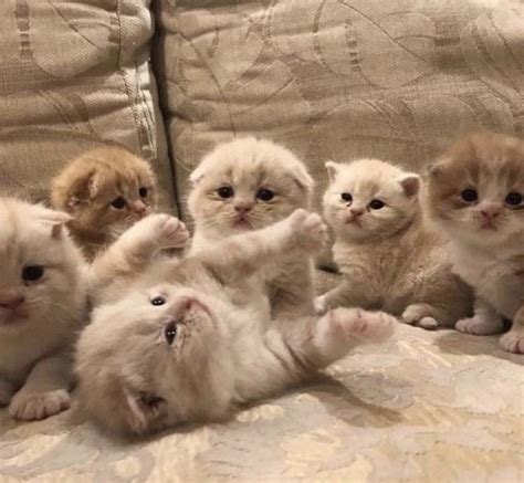 Создать мем шотландская кошка котенок вислоухий шотландец шотландская вислоухая кошка