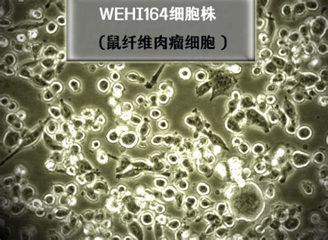细胞生命科学实验室设备 阿尔法生物实验器材