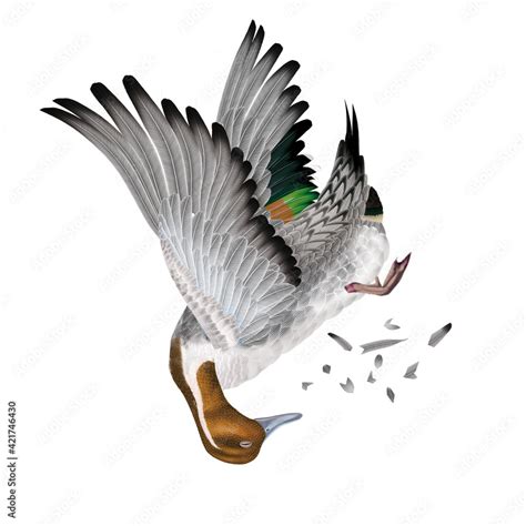 la chasse tirer canard pilet femelle mâle volant ciel vol