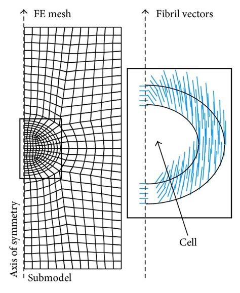 Fibril Orientation In The Vector Based Fibril Reinforced Models Can Be