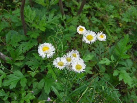ハルジオンの花咲く 自然のままに