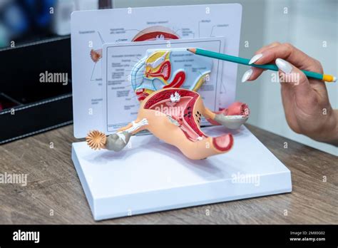 Doctor Showing Anatomical Model Of Female Reproductive System Stock