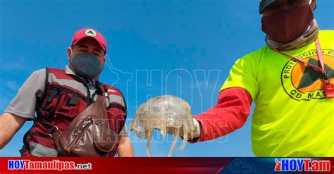 Hoy Tamaulipas Tamaulipas Medusas Son Un Riesgo Para Turistas En