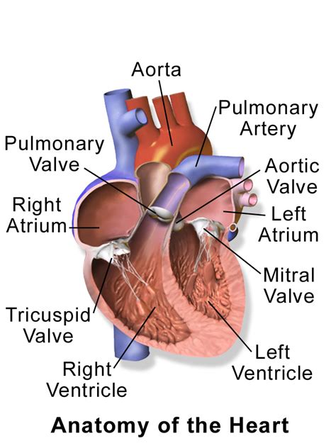 Blausen 0462 Anatomy Of The Heart English Labels Anatomytool