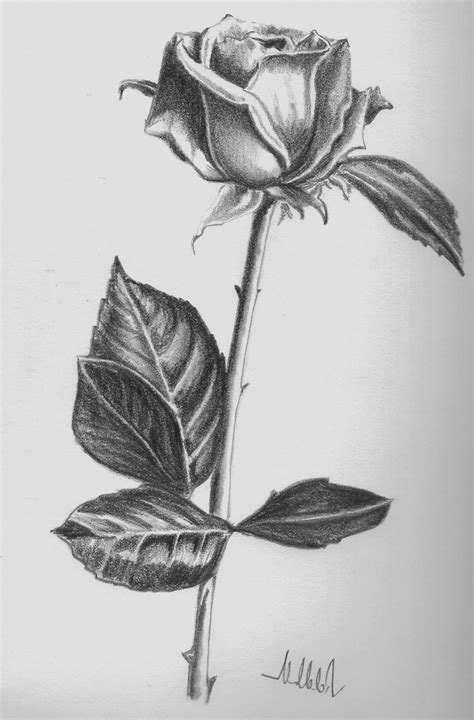 Rose Pencil Sketch A Step By Step Guide For Beginners