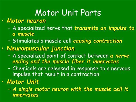 PPT The Motor Unit PowerPoint Presentation Free Download ID