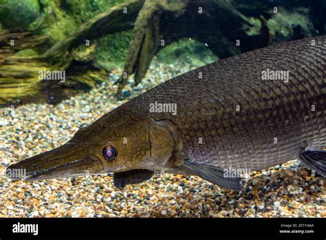 Arapaima Gigas Also Known As Pirarucu Is A Species Of Arapaima Native