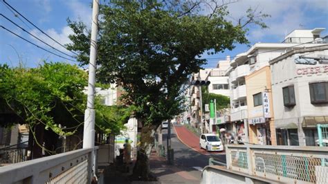 北区東十条駅南口を出てすぐの桜の木が伐採されるみたい赤羽マガジン