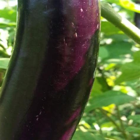 Eggplant Object Detection Dataset V Pm By